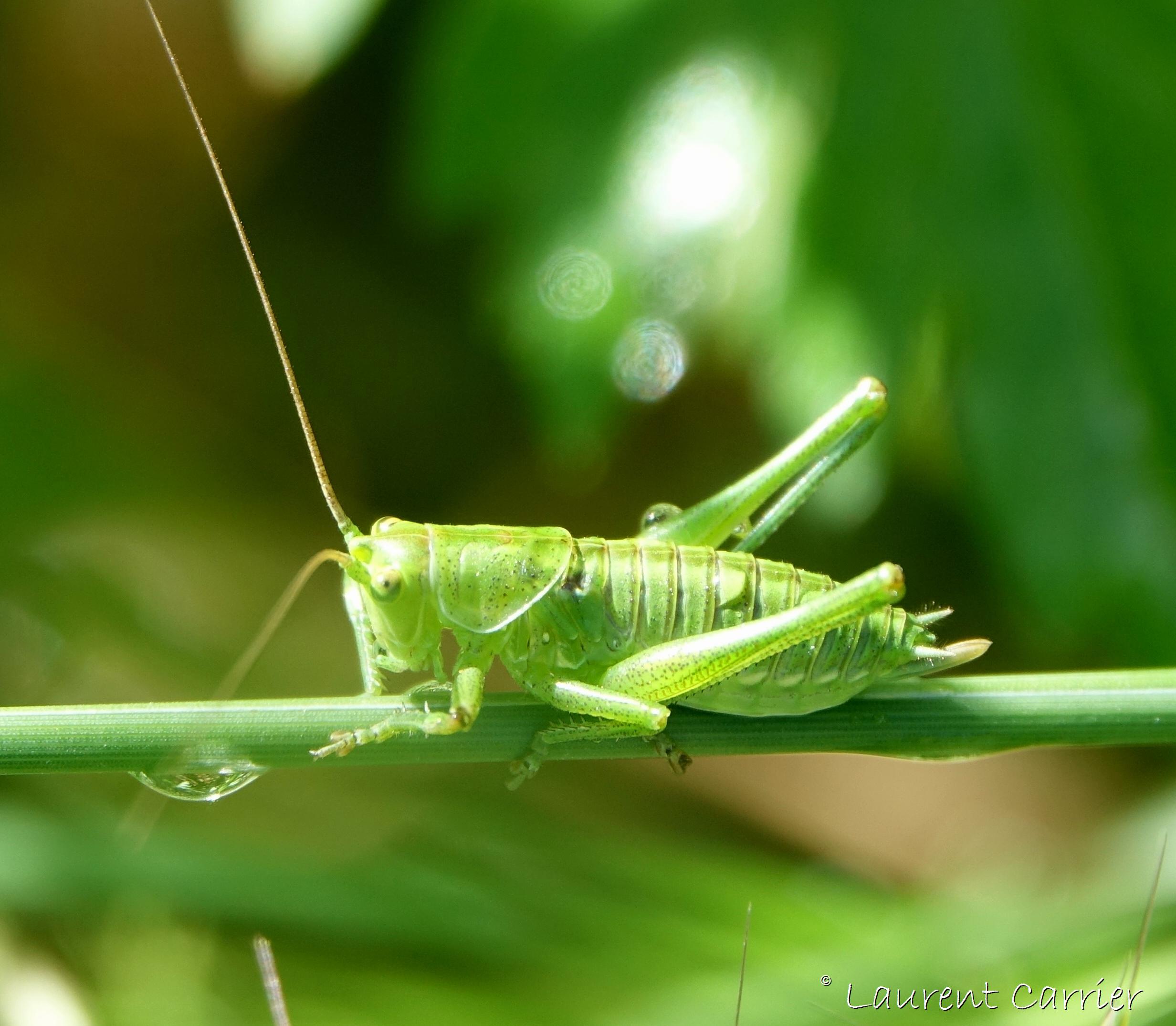 Grande Sauterelle Verte Tettigonia Viridissima Laurent Carrier