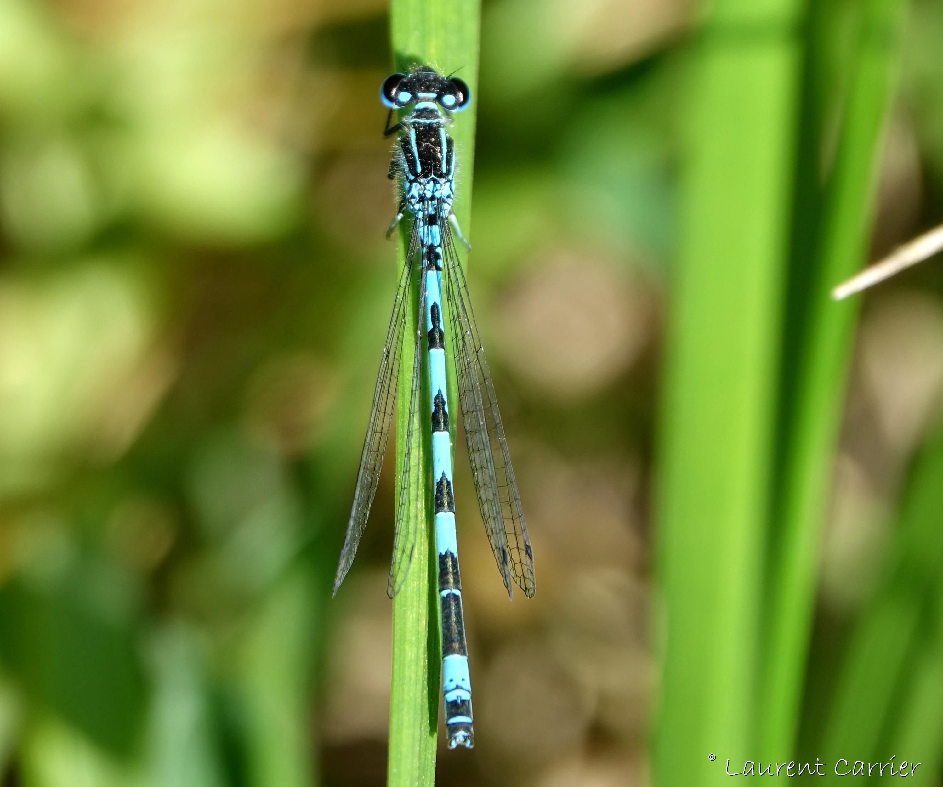Agrion De Mercure Coenagrion Mercuriale Laurent Carrier Ornithologie