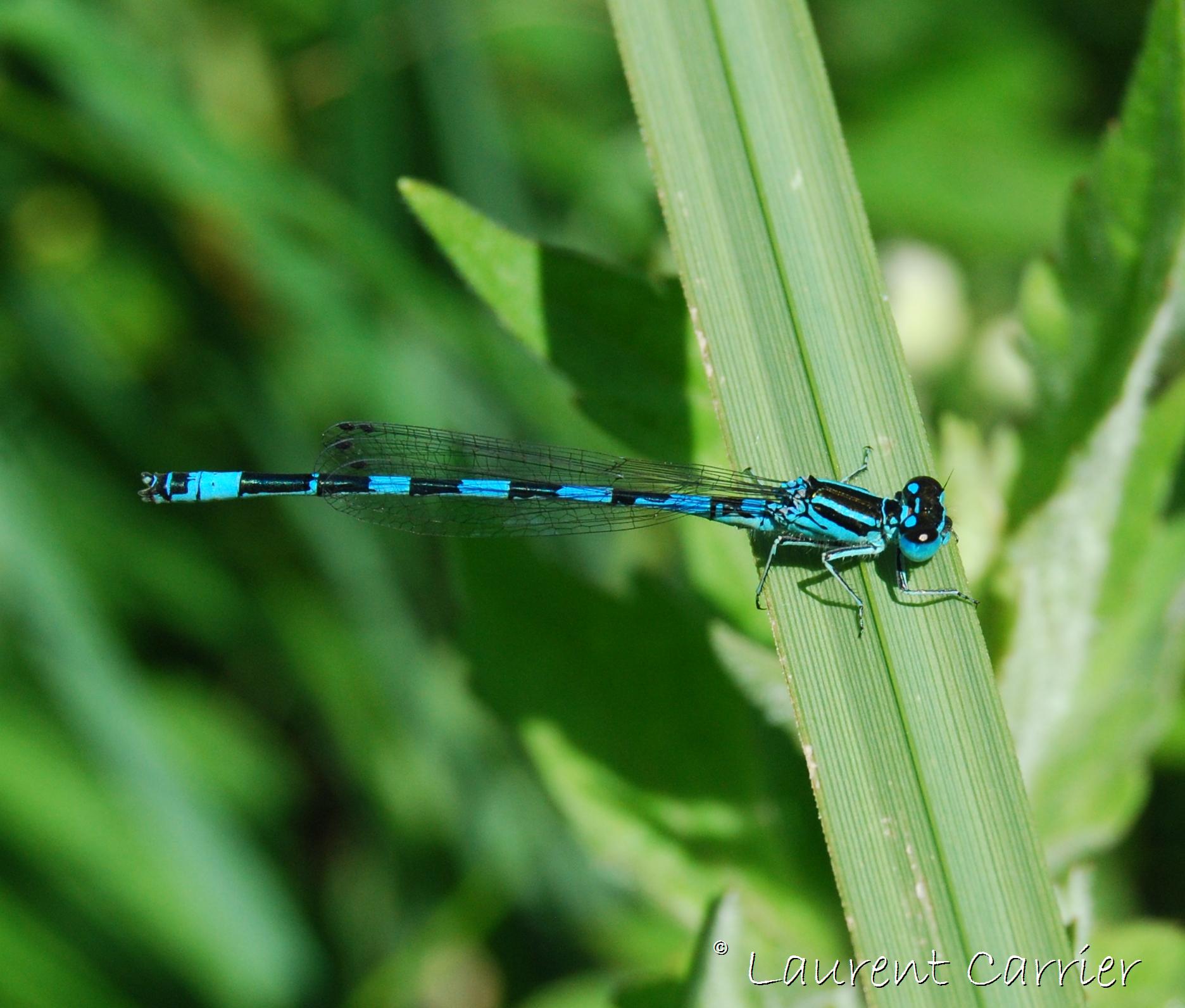 Agrion De Mercure Coenagrion Mercuriale Laurent Carrier Ornithologie