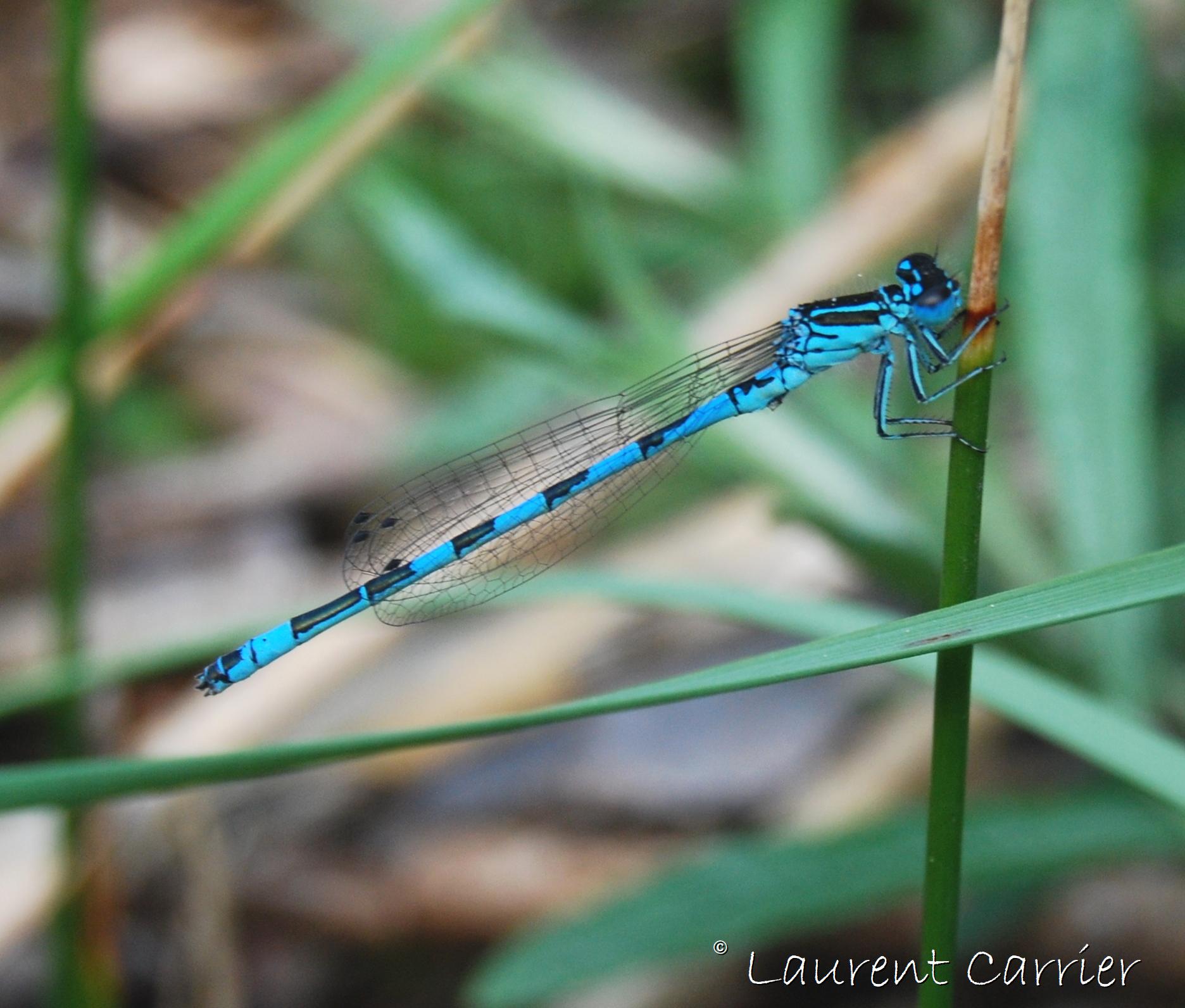 Agrion De Mercure Coenagrion Mercuriale Laurent Carrier Ornithologie