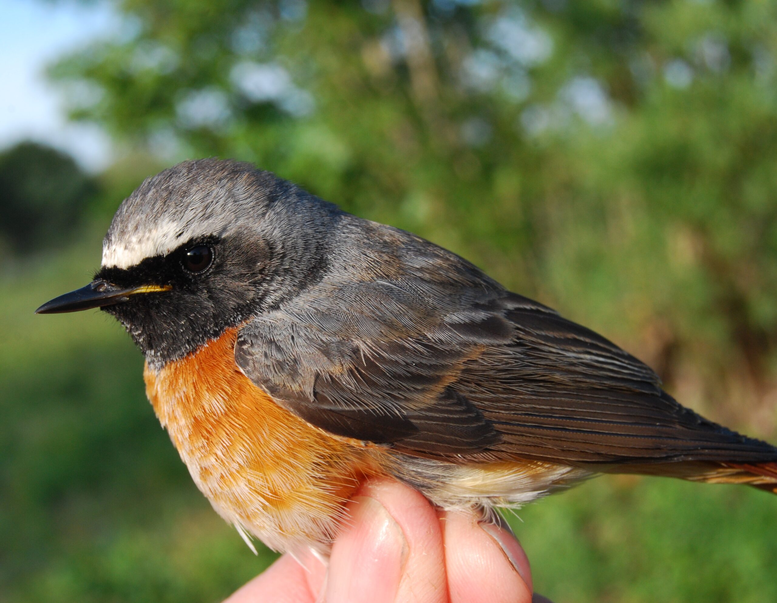 Rougequeue à front blanc (Phoenicurus phoenicurus) - Laurent Carrier ...