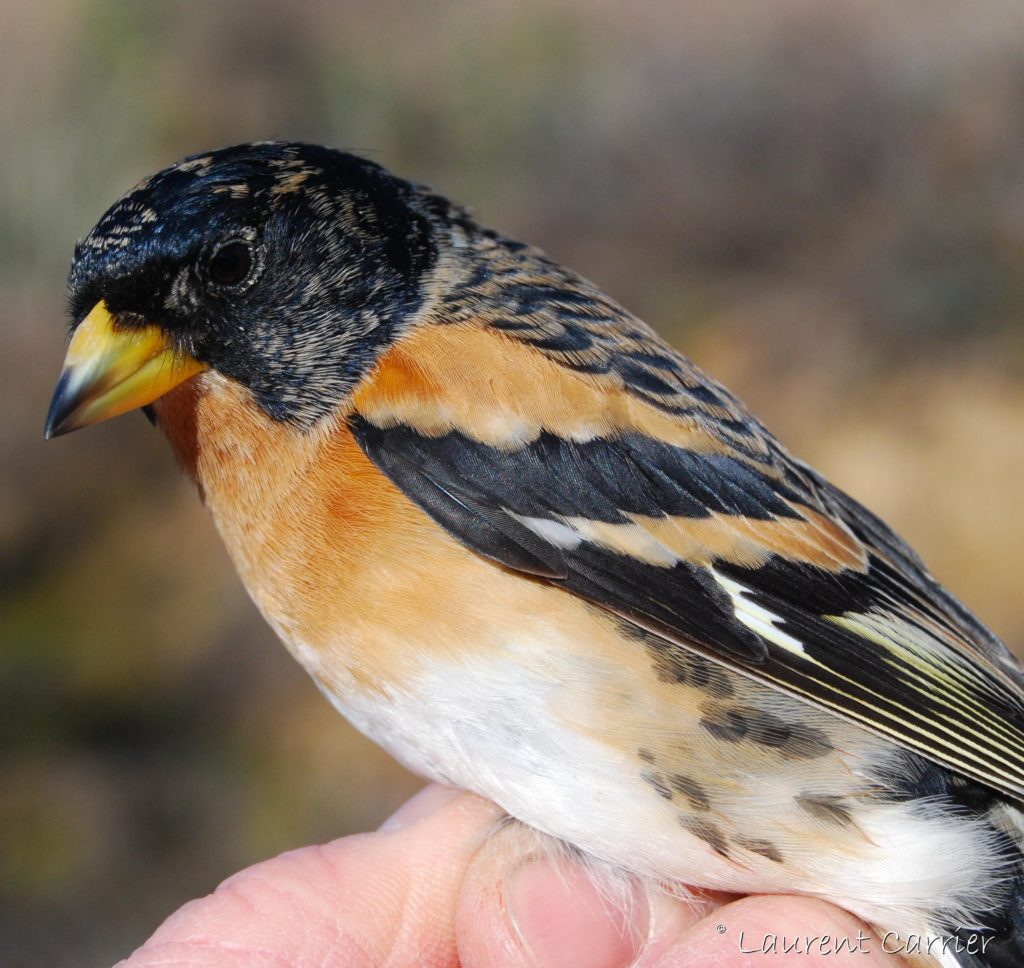 Premier Pinson du nord et dernière Rousserolle effarvatte - Laurent ...