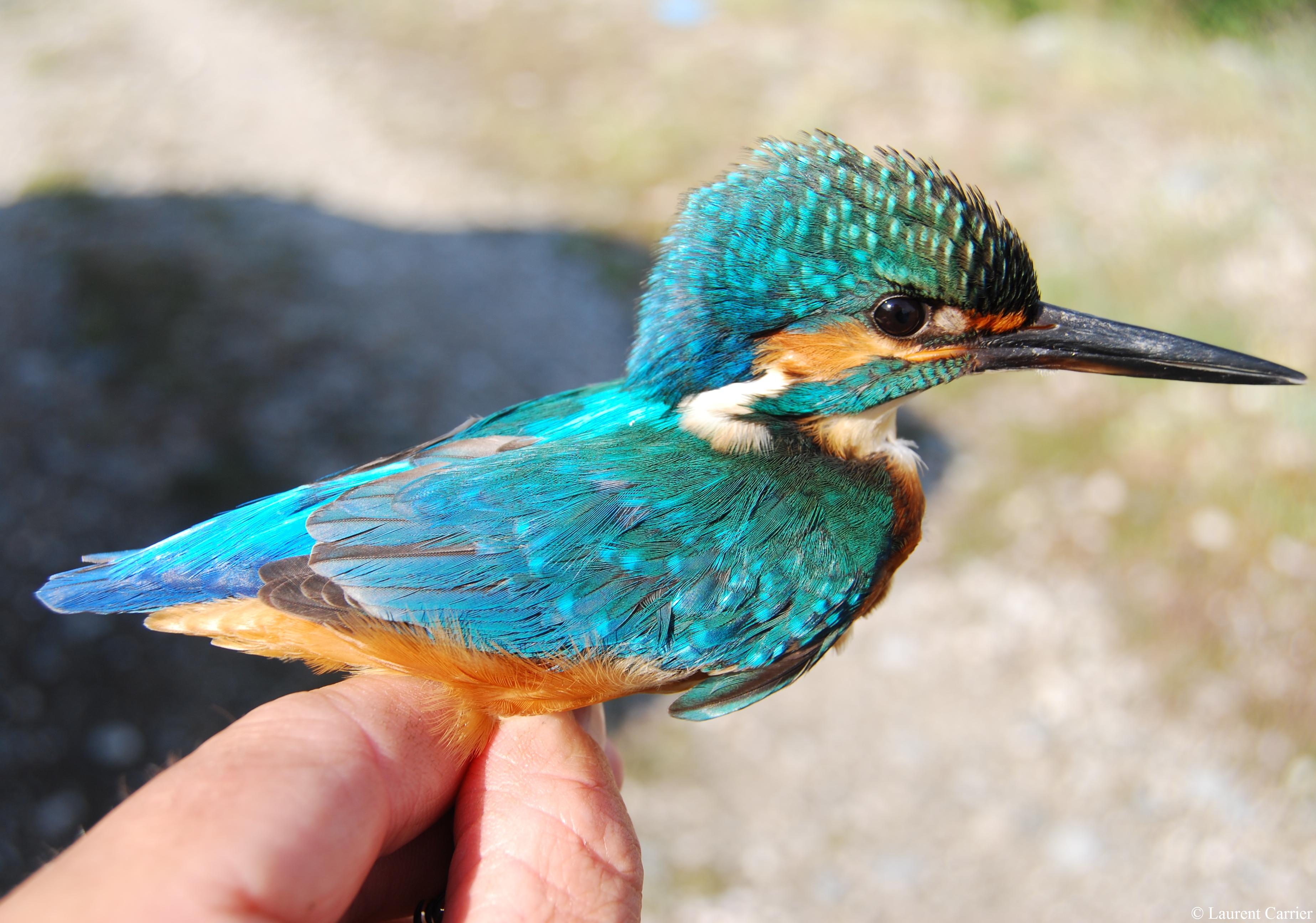 Martin-pêcheur d’Europe (Alcedo atthis) - Laurent Carrier Ornithologie
